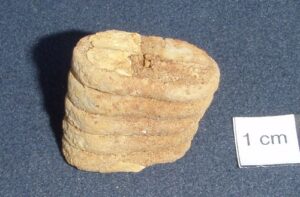 Crinoid List and Photos