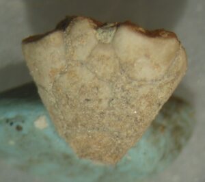 Crinoid List and Photos