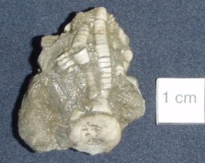 Crinoid List and Photos