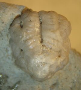 Crinoid List and Photos