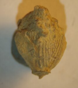 Crinoid List and Photos