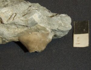 Crinoid List and Photos