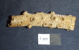 Crinoid List and Photos