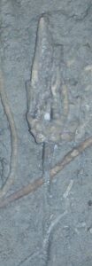 Crinoid List and Photos