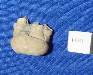 Crinoid List and Photos