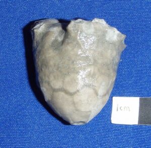 Crinoid List and Photos